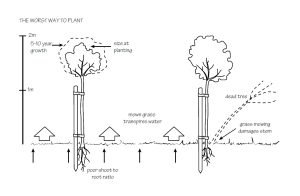 How to plant trees - a brief guide to ensure your new trees grow well