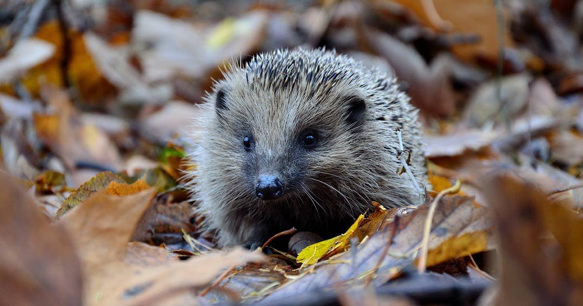Make your garden a home for hedgehogs - Conservation Handbooks